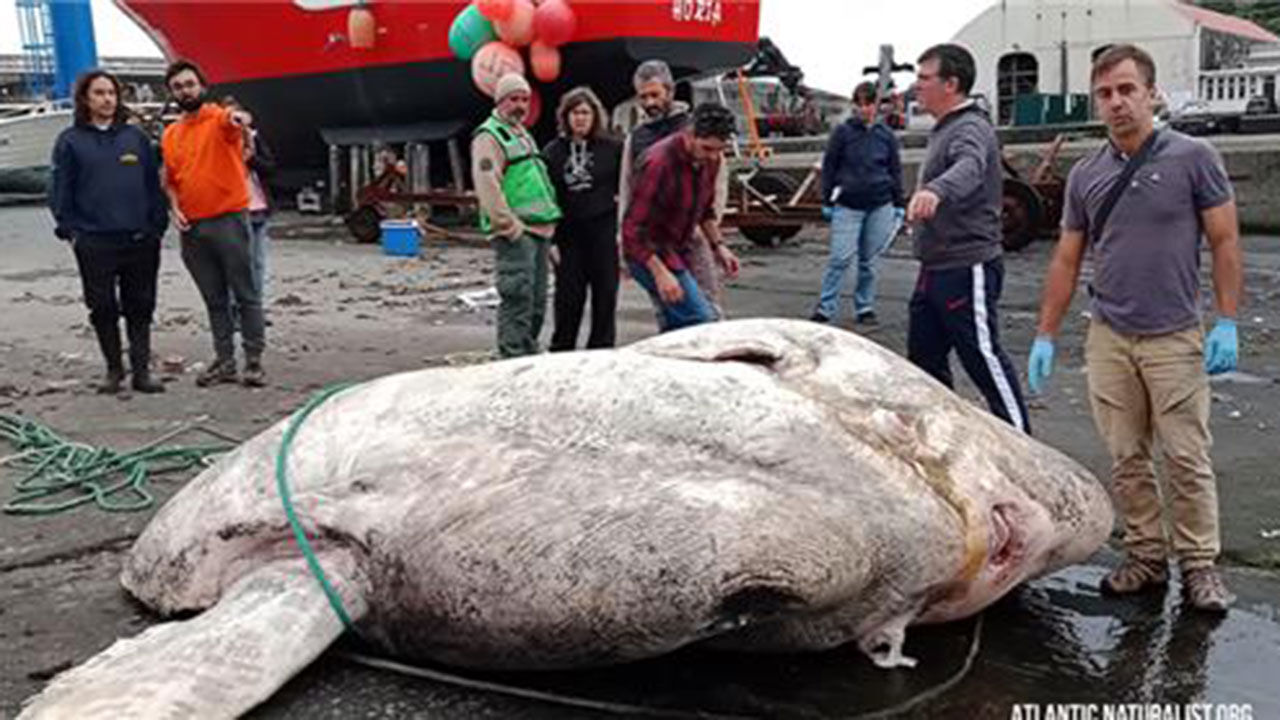 포르투갈서 '무게 3t' 개복치 발견…"경골어류 최대 크기"