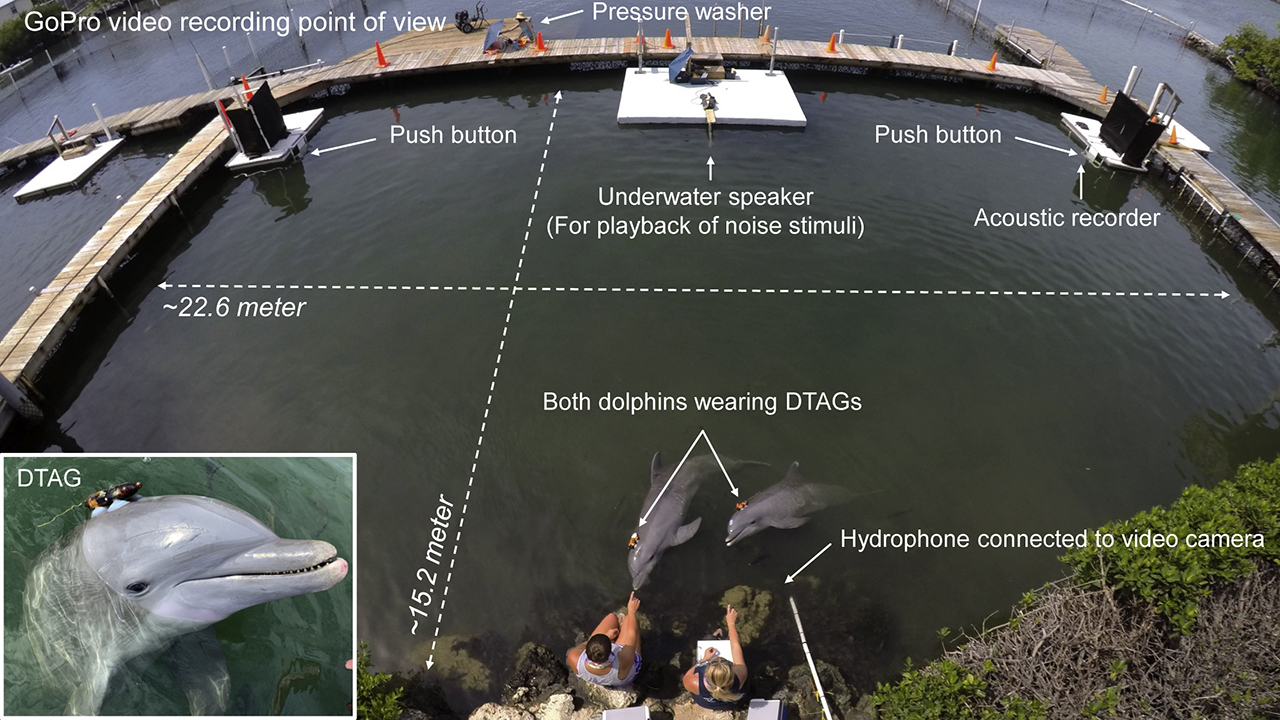 "인간이 만든 잡음에 돌고래들 소리 높여 대화…소음공해 심각"