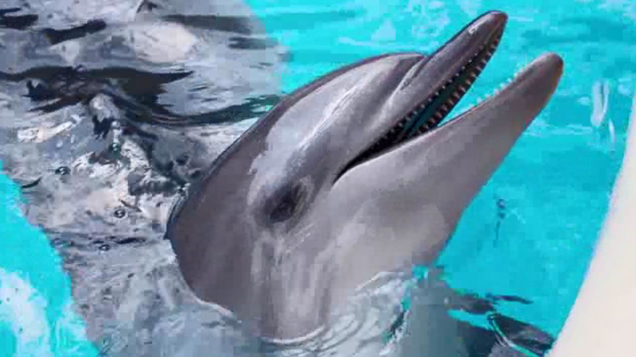 "내 목소리 들리니?"…인간이 만든 소음에 돌고래들, 소리 높인다