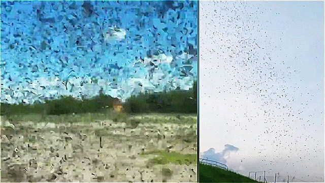Swarm of Mosquitoes Darkens the Sky, Sending Tourists Fleeing