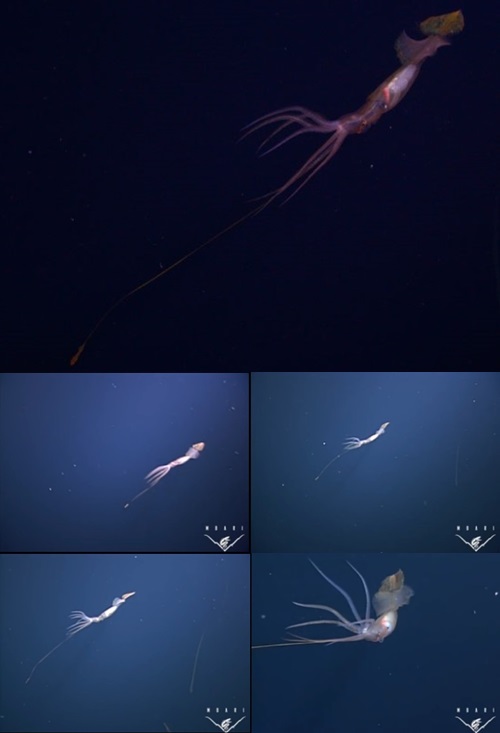 희귀 심해 오징어, 심해 2000m 포착 "이런 오징어 처음보지?"