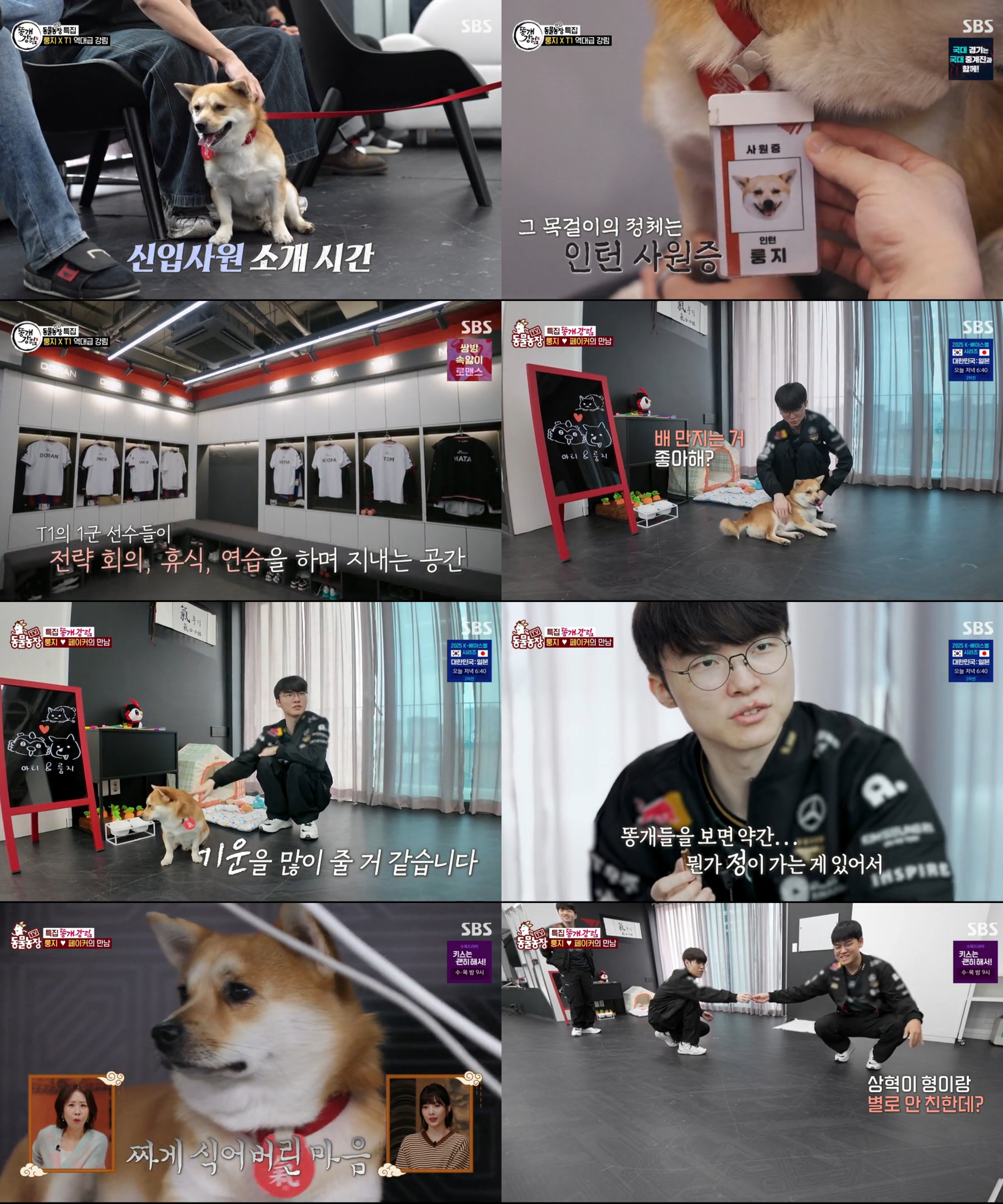 "페이커도 무너졌다" T1 인턴견 '룽지' 대활약…'TV동물농장', 동시간대 최고 시청률 '4%'