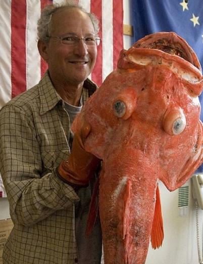 200살 괴물 볼락, 고대적 비주얼…"고조할아버지라 불러야할듯" - SBS Biz